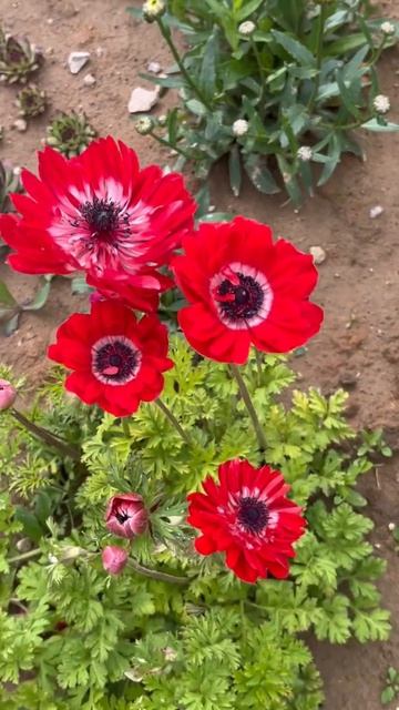 Анемона клубневая