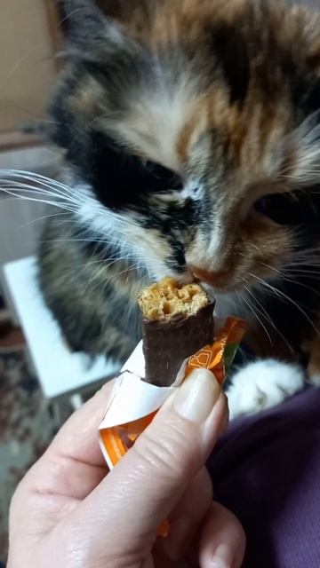 Кошка сладкоежка любительница конфет.