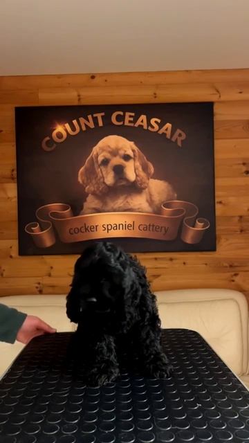 Сынок Ники и Гучи, Арчи