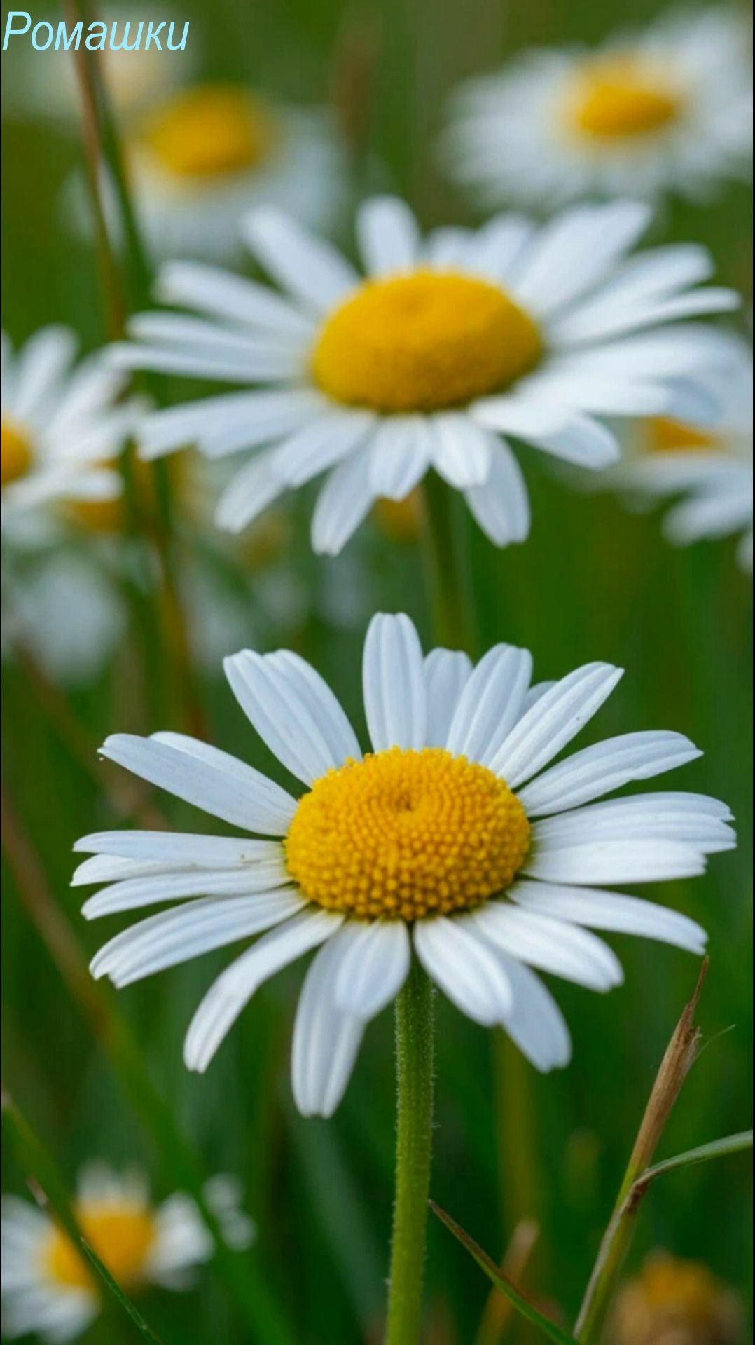 Ромашки