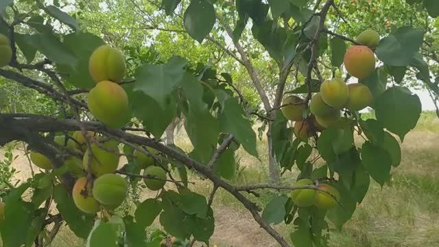 молитвы садовода 3