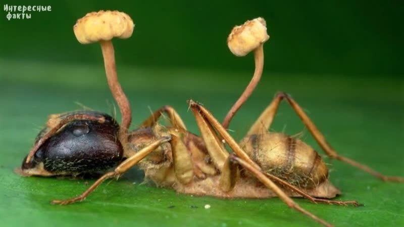 Гриб который делает из муравья зомби