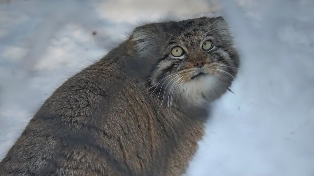 Малул Ачи метит территорию, пока невеста не видит и веселый и смешной котенок Мии.