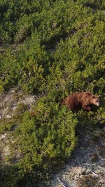 Встреча с медведем!