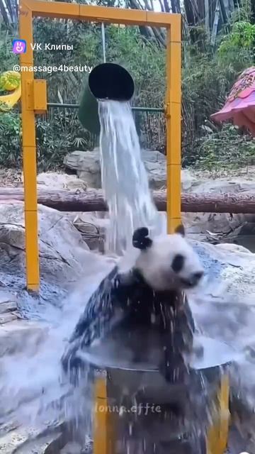 Озорная панда