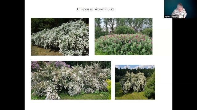 Перспективные представители рода Спиреи (Spiraea L.) для использования в рекреационных зонах