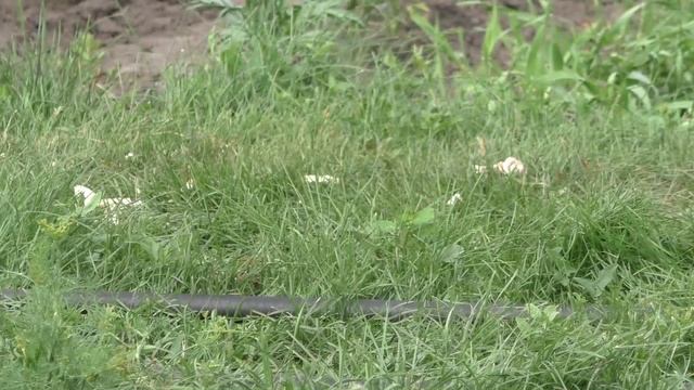 Мои друзья на участке - ежик, коршун, сороки и воробьи.