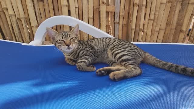 Кошки и собаки на Синае. Cats and dogs in Sinai