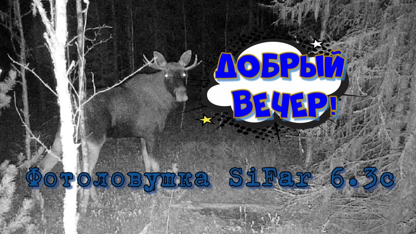 Добрый лось. Фотоловушка SiFar 6.3C