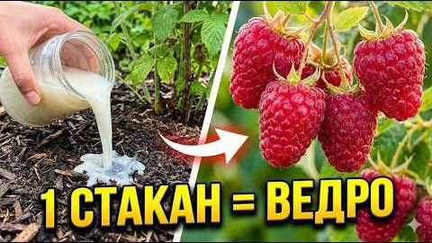 Малина размером с кулак Заставляем куст работать на плодоношение, а не на рост