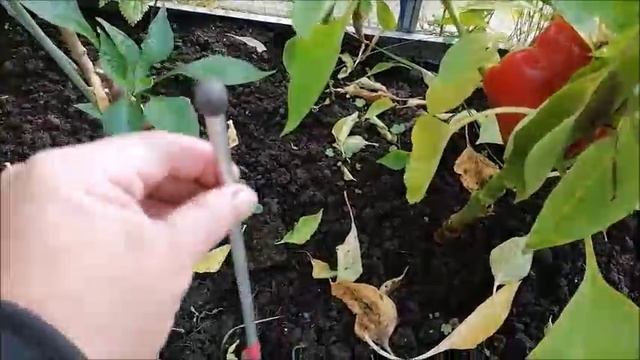 Электрогрядка Почеевского две модели.