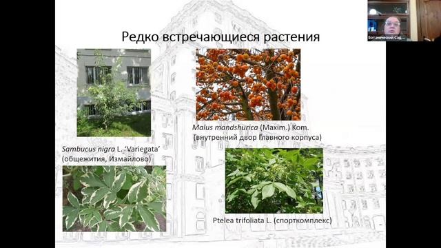 Состояние зеленых насаждений территории МГТУ им. Н.Э. Баумана