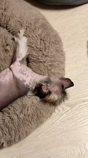 Наша куколка Дениз 4 мес