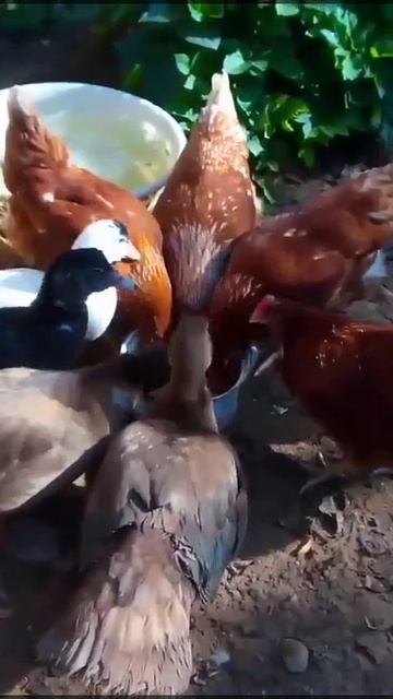 Утка против курицы