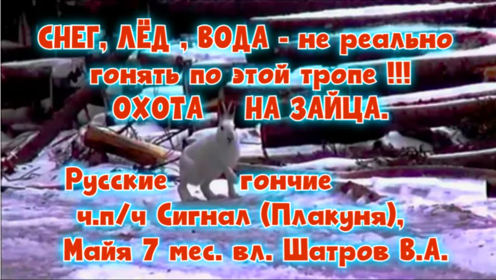 СНЕГ, ЛЁД, ВОДА- ОХОТА НА ЗАЙЦА. РГ ч.п/ч Сигнал(Плакуня), Майя 7 мес. вл. Шатров В.А.#охотасгончей