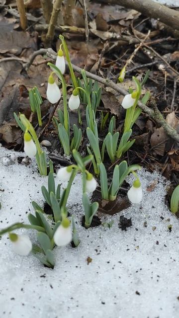 Ставрополь. Первые подснежники. Парк Победы в Ставрополе. Отдых в Ставрополе