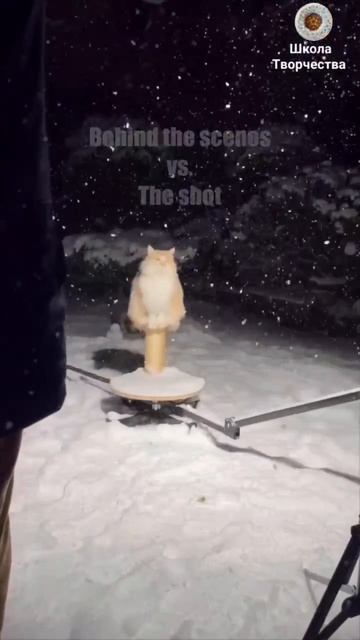 Фотограф кошек