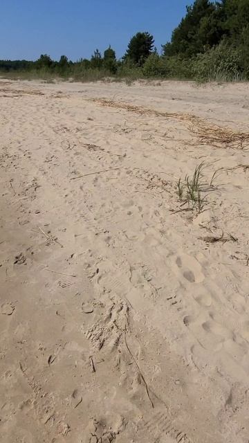 Карелия 2025. Челмужская коса. Онежское озеро. Июль 2025г (Часть 22)