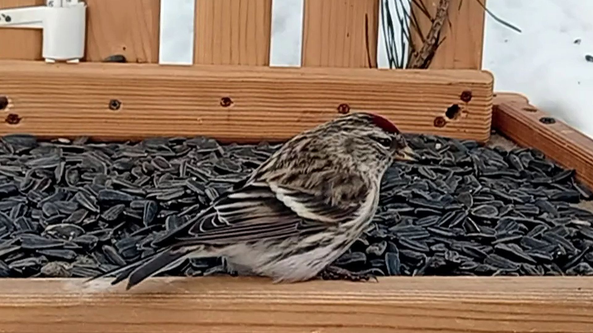 Большие Синицы, Чечётки и Снегири