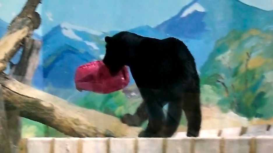 Ягуарчику Габи тоже нравится играть с канистрой.