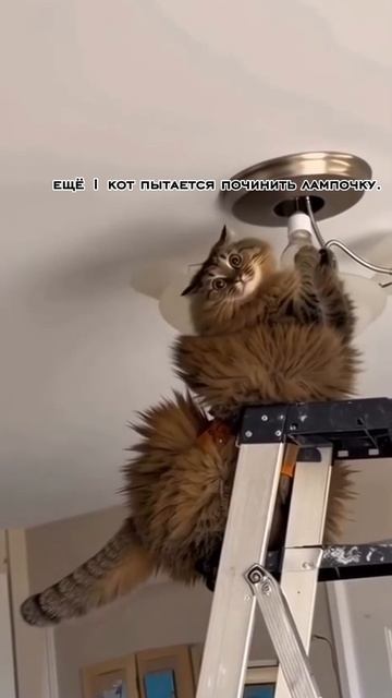 кот чинит лампу