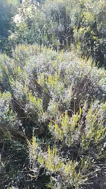 Дикие лавандовые поля Крыма в горах. Южный берег (Алушта - Ялта). 20 октября 2025 г.