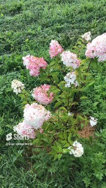 Ленобласть. Хвойное. 17.08.2024. Цветы на даче. Гортензия с порозовевшими цветочками