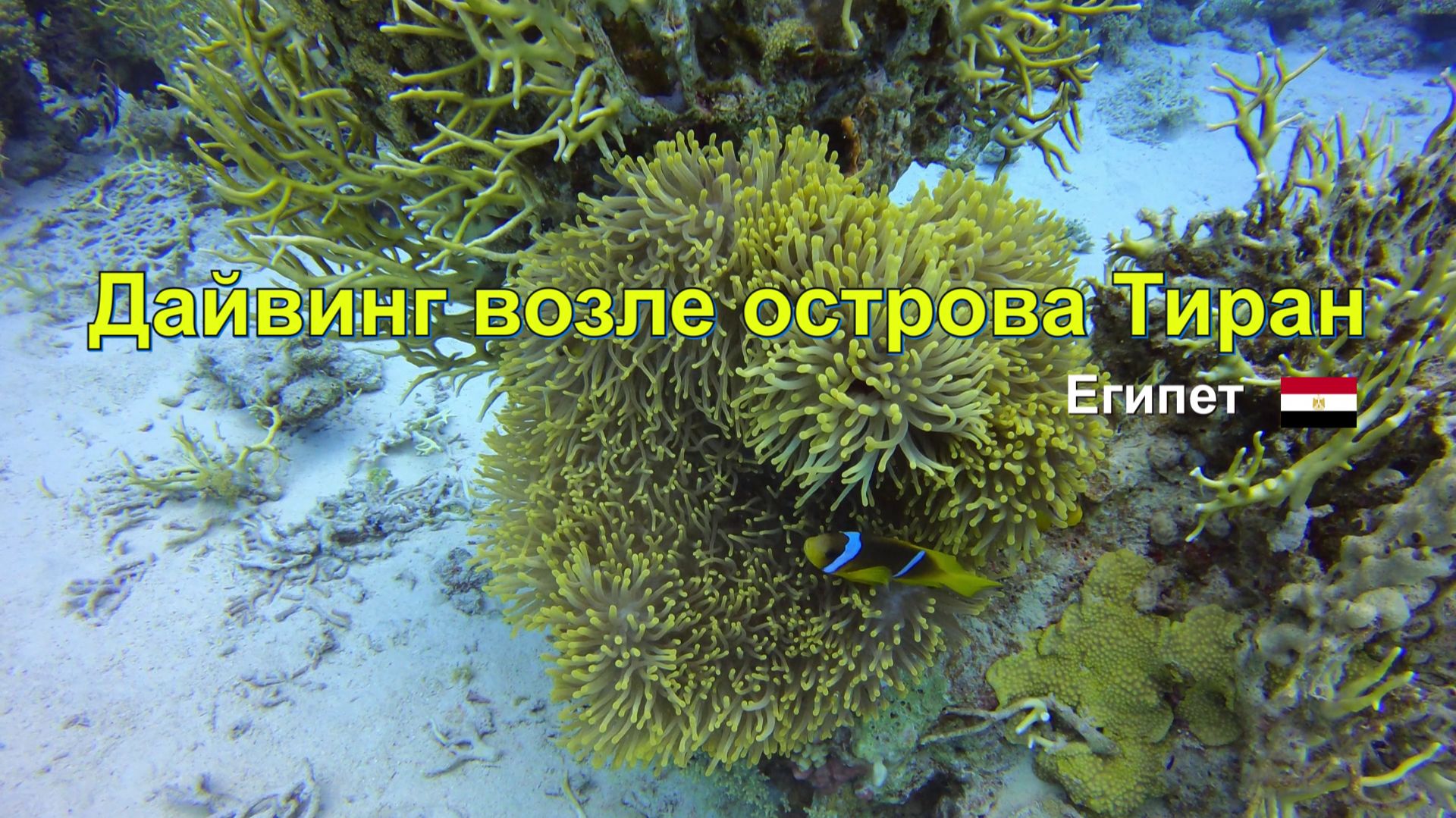 Дайвинг возле острова Тиран, Египет