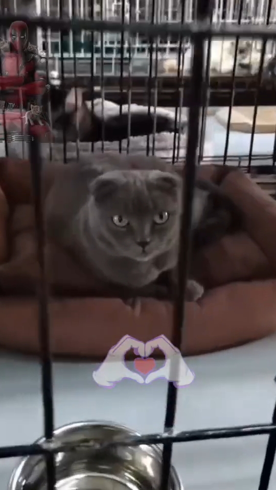 Эти котики ищут дом ✓ Не поленитесь, прочтите описание 😼🫶😎