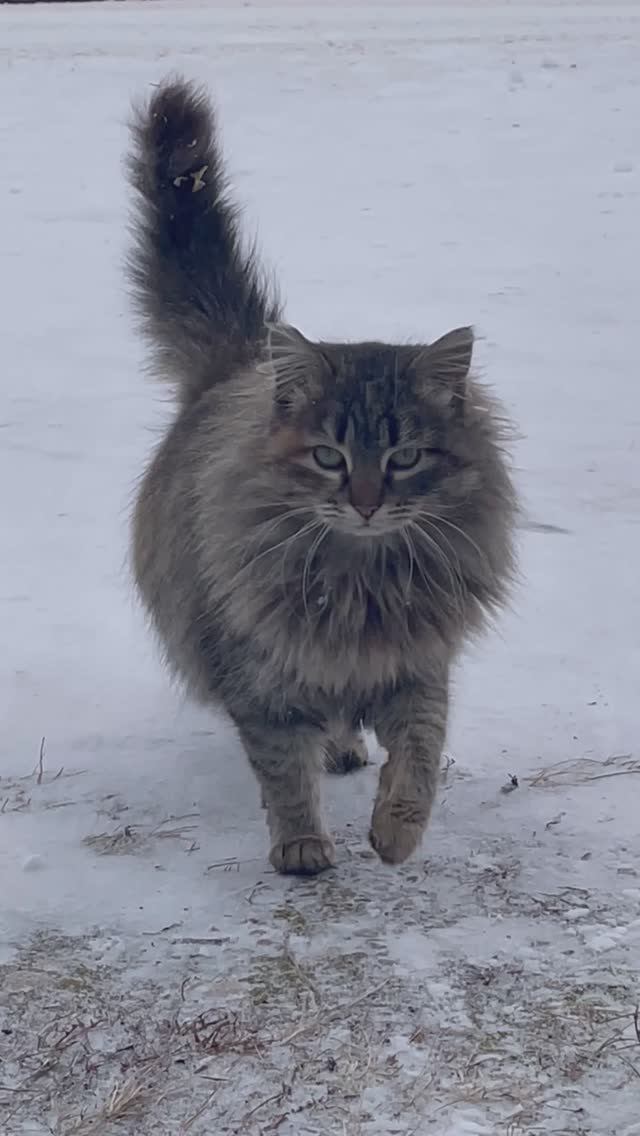 «Сам пропадай, а товарища выручай!» 😜