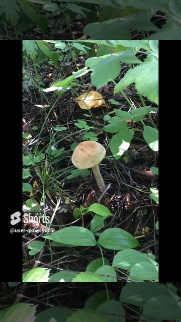 Ленинградская область. Хвойное. 17.08.2024. Грибы-подберезовик