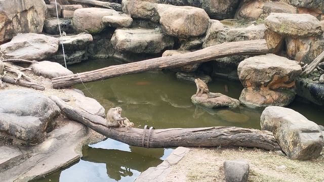 Китай. Город Гуанчжоу. Почти, как люди.