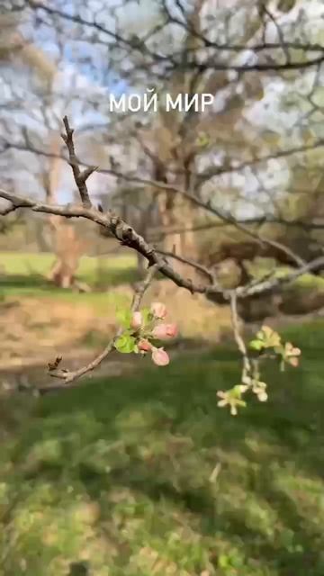 Баговская глэмпинг