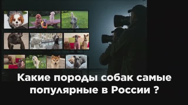 КАКИЕ ПОРОДЫ СОБАК САМЫЕ ПОПУЛЯРНЫЕ В РОССИИ?