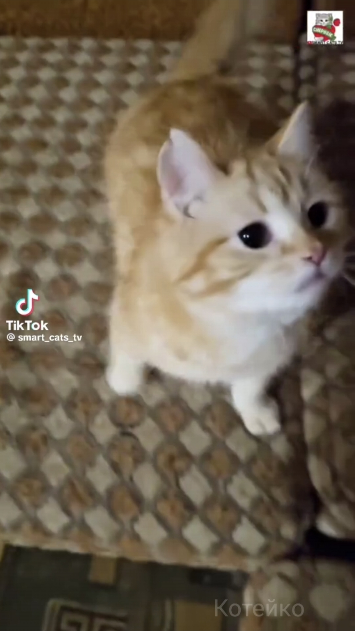 Самый умный кот Рыжик 😼