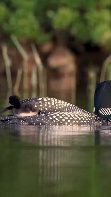 Гагaры — во мнoгом удивительные птицы, у них яркая внeшность и фантaстические по звучанию голоса
