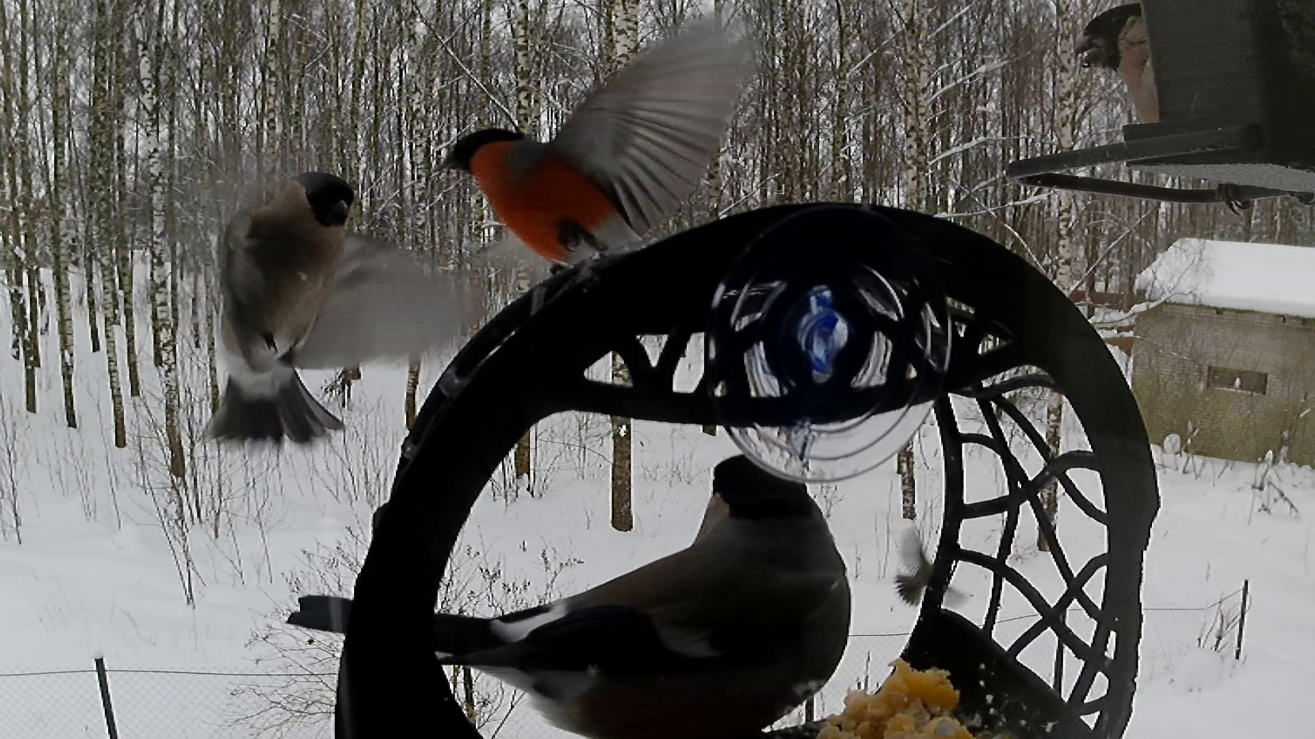 Три женщины снегиря гоняют  гоняют одного мужчину снегиря
