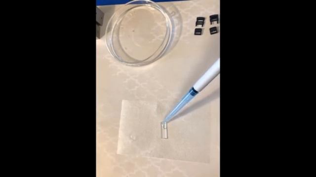 Как закрепить живые образцы на стеклянной подложке - Микроскоп Alpha3