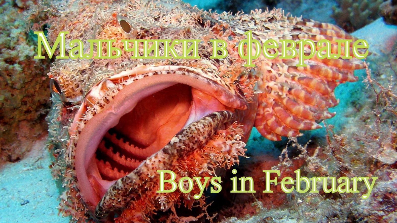 Мальчики в феврале