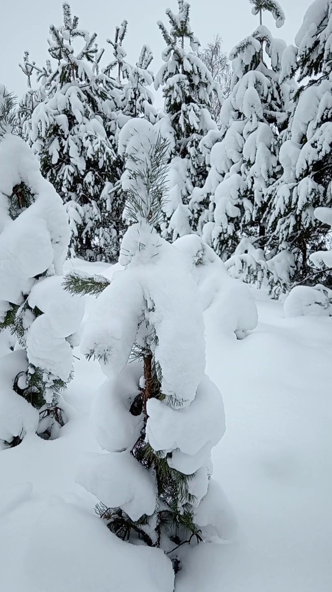 Красивая Зима