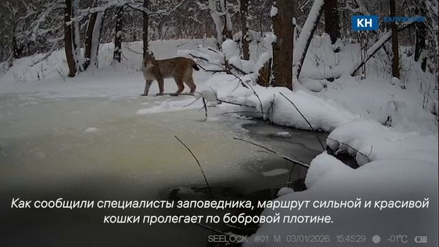 Рысь попала в фотоловушки калужского заповедника зимой