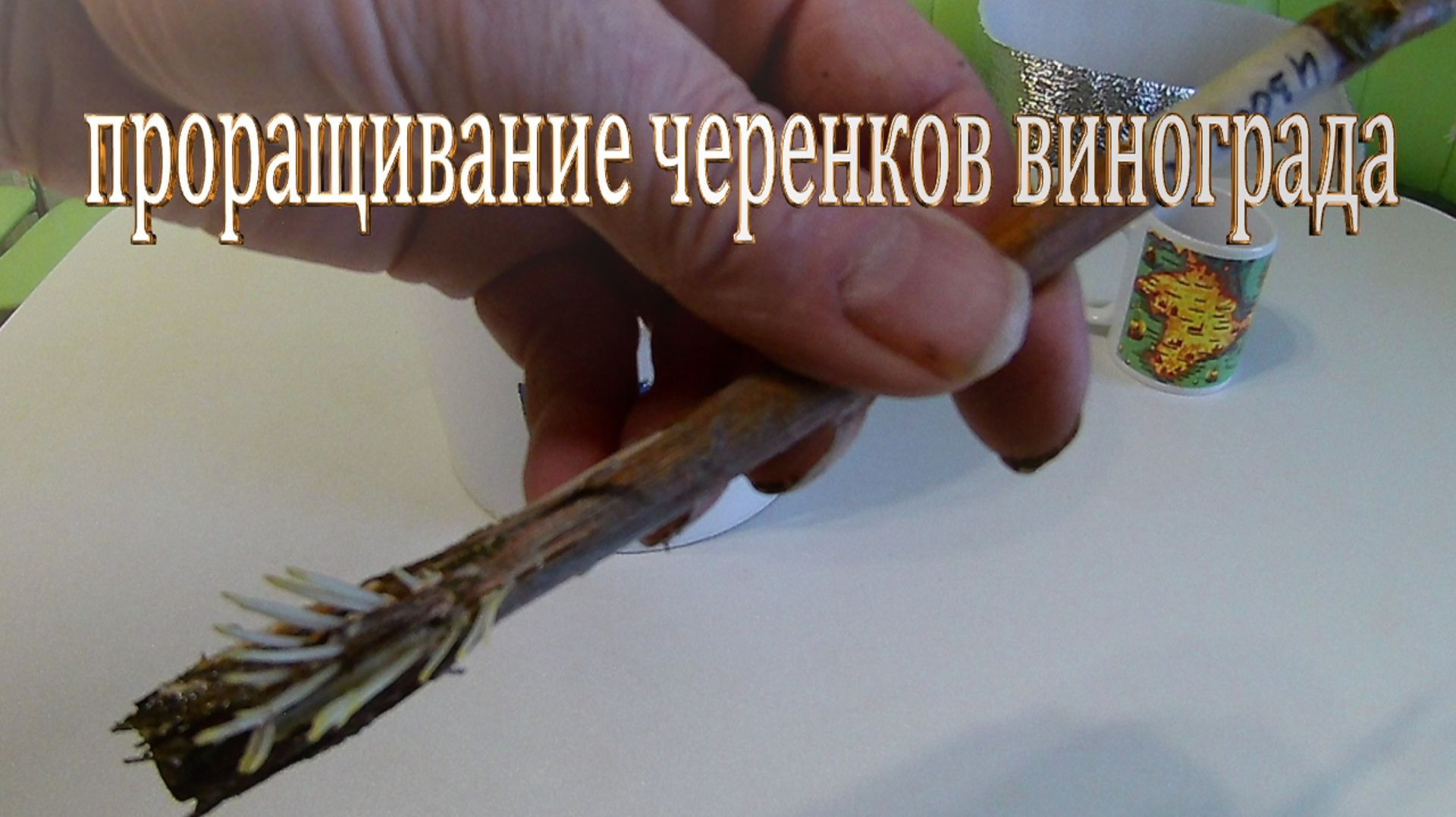 Проращивание черенков винограда в домашних условиях разными способами.Как вырастить виноград .