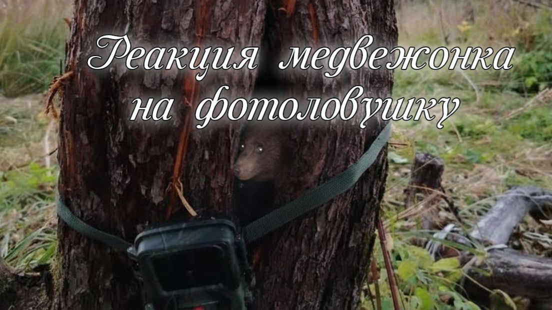 Медвежонок и фотоловушка (Mini600 Suntek)