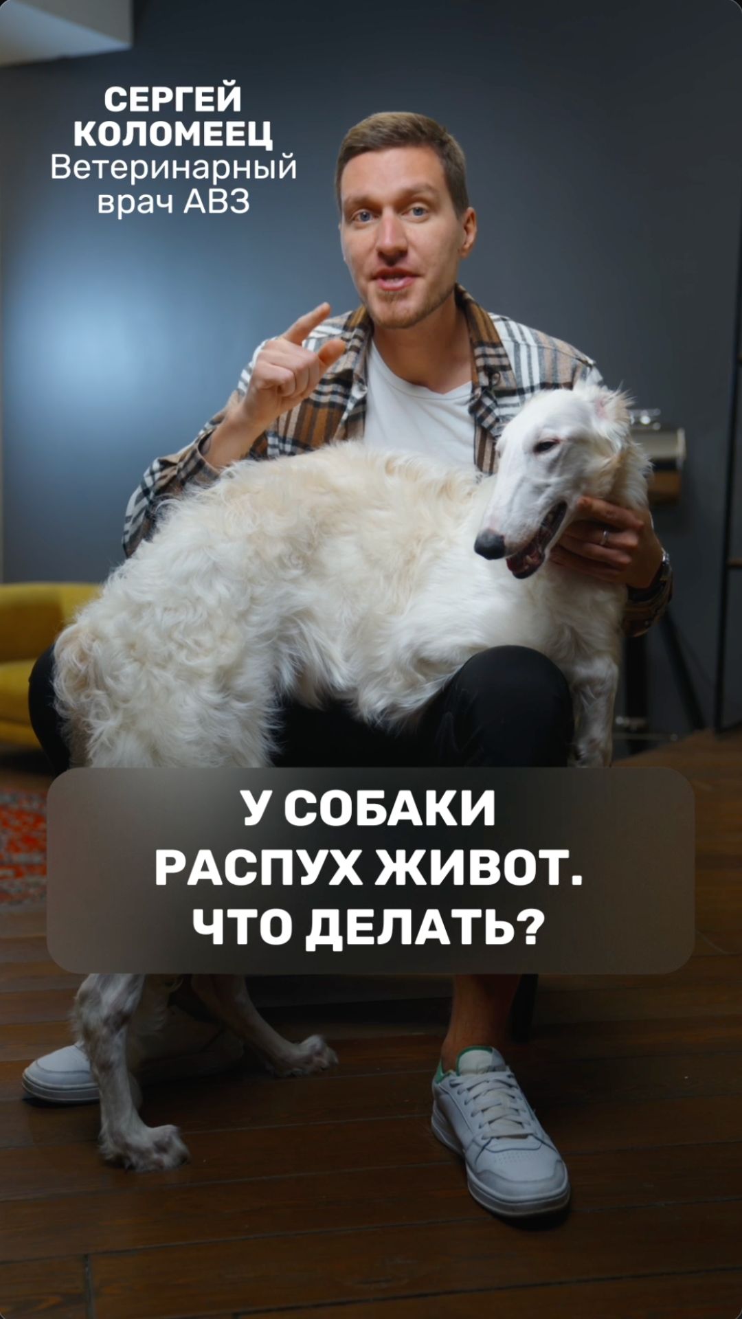 У собаки распух живот. Что делать?