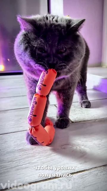 Видеопоздравление от кота Феди https://videogram.ru/kot-fedya