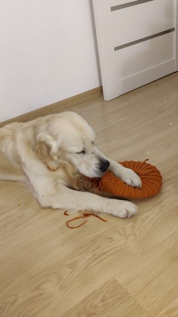 10 месяцев Ахиллу и подарок от Аллы