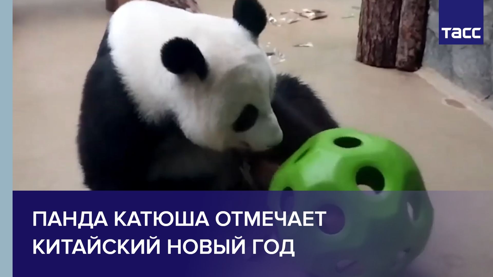 Панда Катюша отмечает китайский Новый год