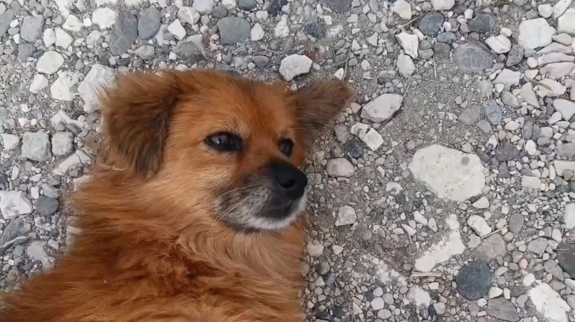 КАКИЕ ЖЕ ОНИ МИЛЫЕ!