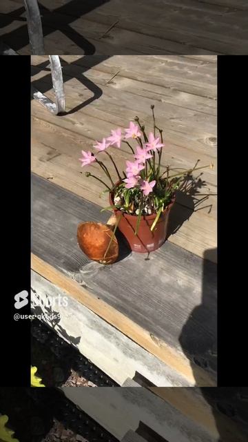 Ленинградская область. Хвойное. 18.08.2024. Грибы-подосиновик