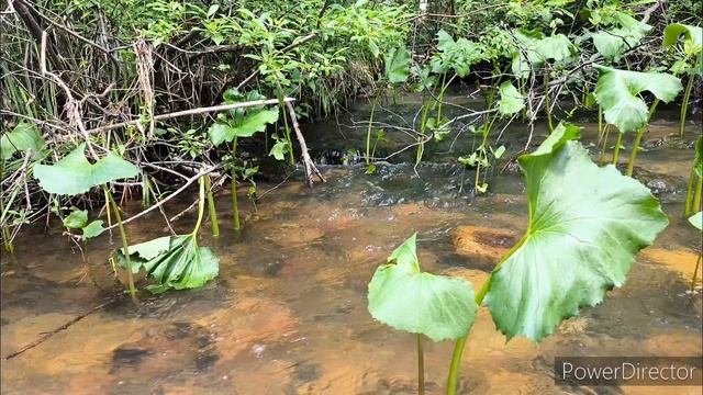 Челябинская обл. заповедник Таганай 5.07.24 г
